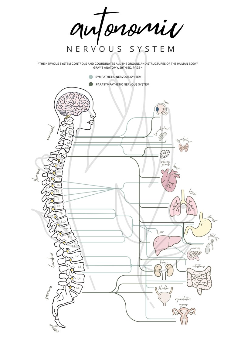 Autonomic Nervous System- Organ Poster Pdf Download in Colour - Etsy