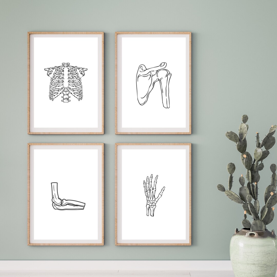 Bundle Extremity Anatomy Posters: Minimalistic, Upper Limb Line Drawing ...