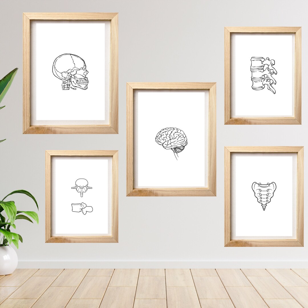 Bundle Spinal Anatomy Posters: Minimalistic, Spinal System Line Drawing ...