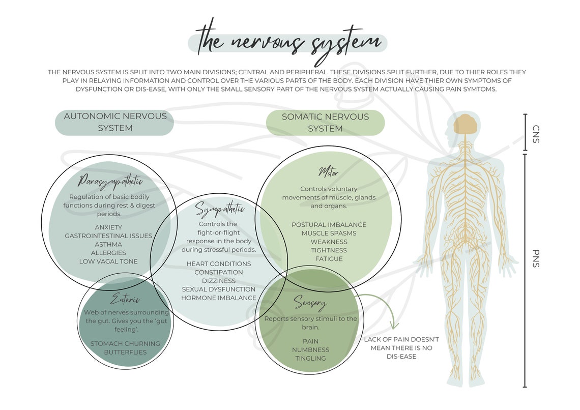 The Nervous System Poster: Detailed Parts of the Nervous System Pdf ...