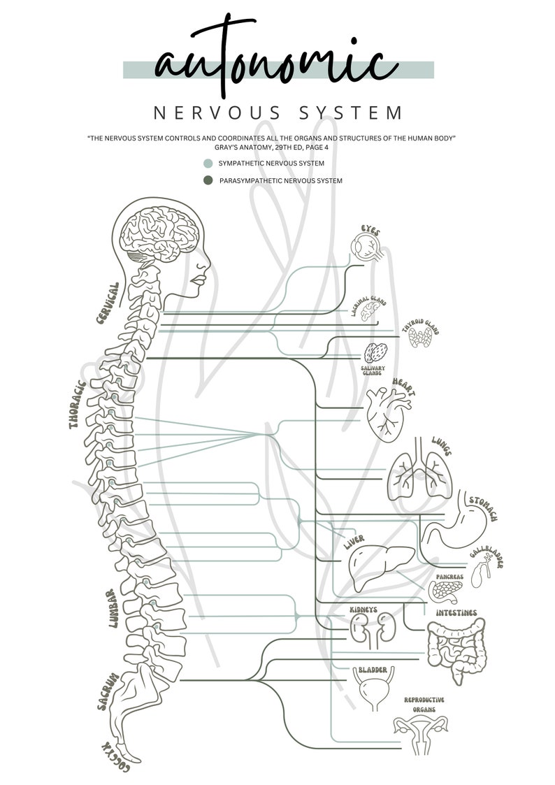 Autonomic Nervous System Organ Poster Pdf Download - Etsy