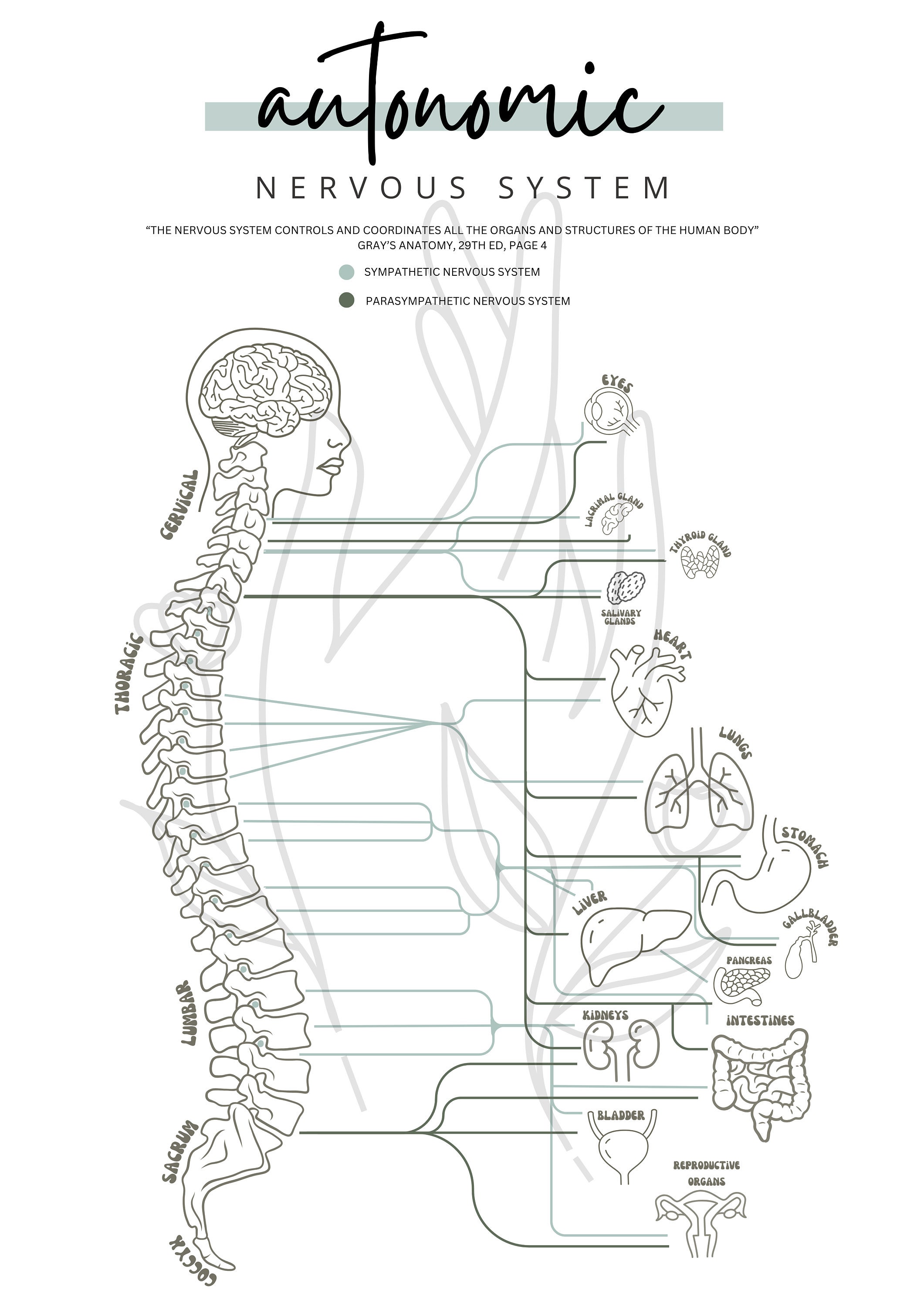 Autonomic Nervous System Organ Poster Pdf Download - Etsy