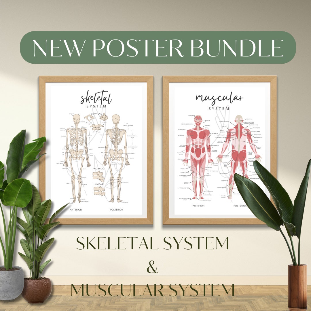 Poster Bundle! Skeletal and Muscular System - Etsy