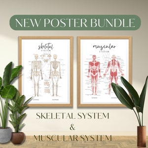 Poster Bundle! Skeletal and Muscular System - Etsy