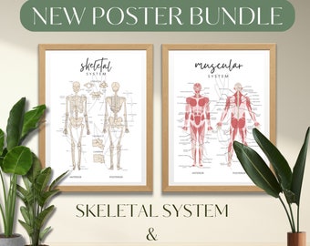 Poster Bundle! Skeletal and Muscular System - Etsy