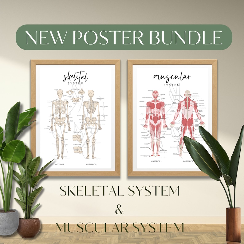 Poster Bundle! Skeletal and Muscular System - Etsy