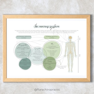 Poster Bundle! Spinal Degeneration and the Nervous System - Etsy
