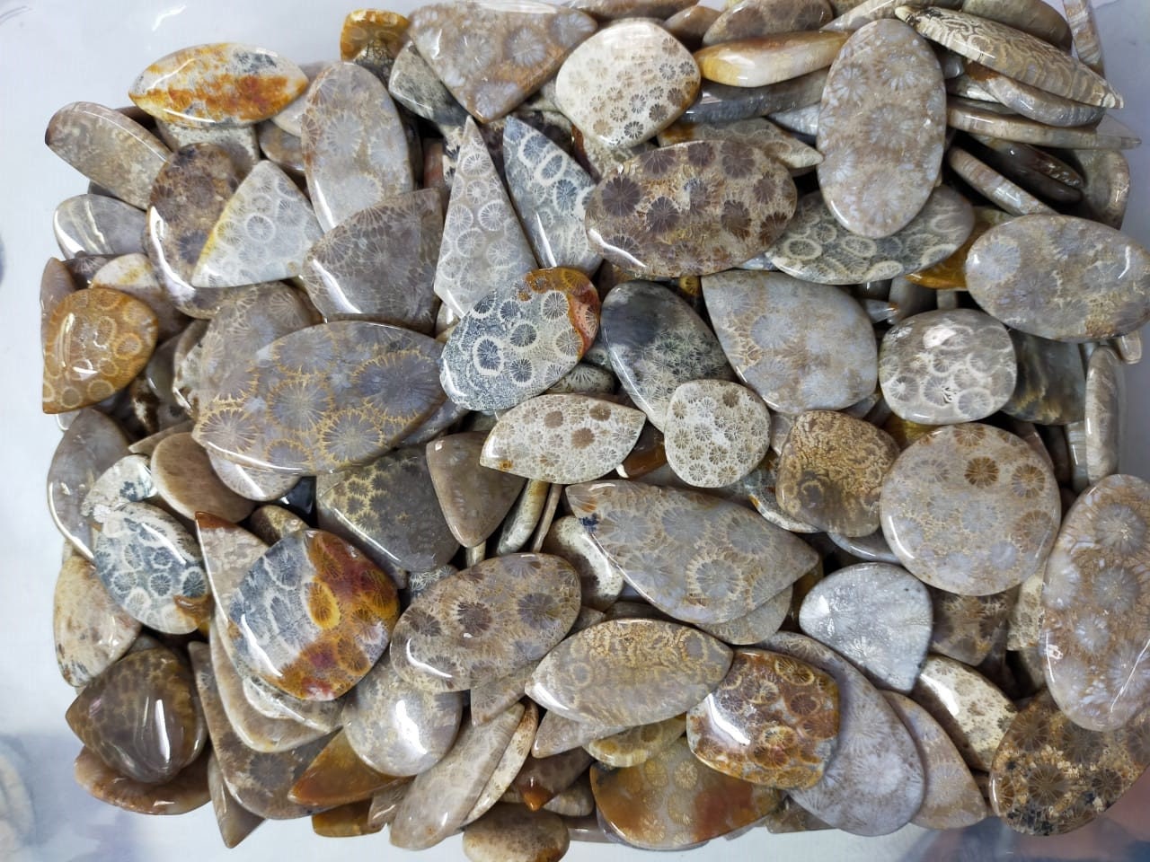 Fossil Coral Stone Wholesale Fossil Coral Cabochon Lot Fossil Coral ...