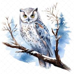 20 High-quality Winter Owls Clipart Winter Owls Digital Watercolor JPG ...