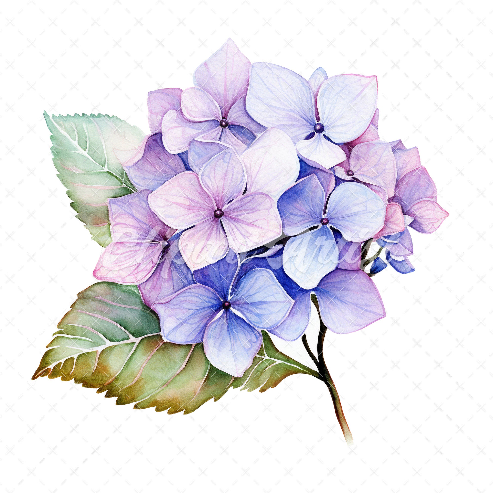 20 High-quality Hydrangea Clipart Hydrangea Flower Digital Watercolor ...