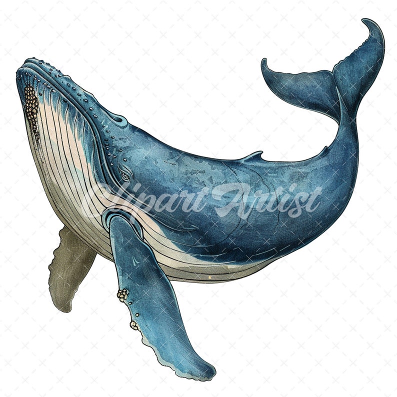 Blue Whale Watercolor Clipart – Commercial Use (Digital Download) - Etsy 日本