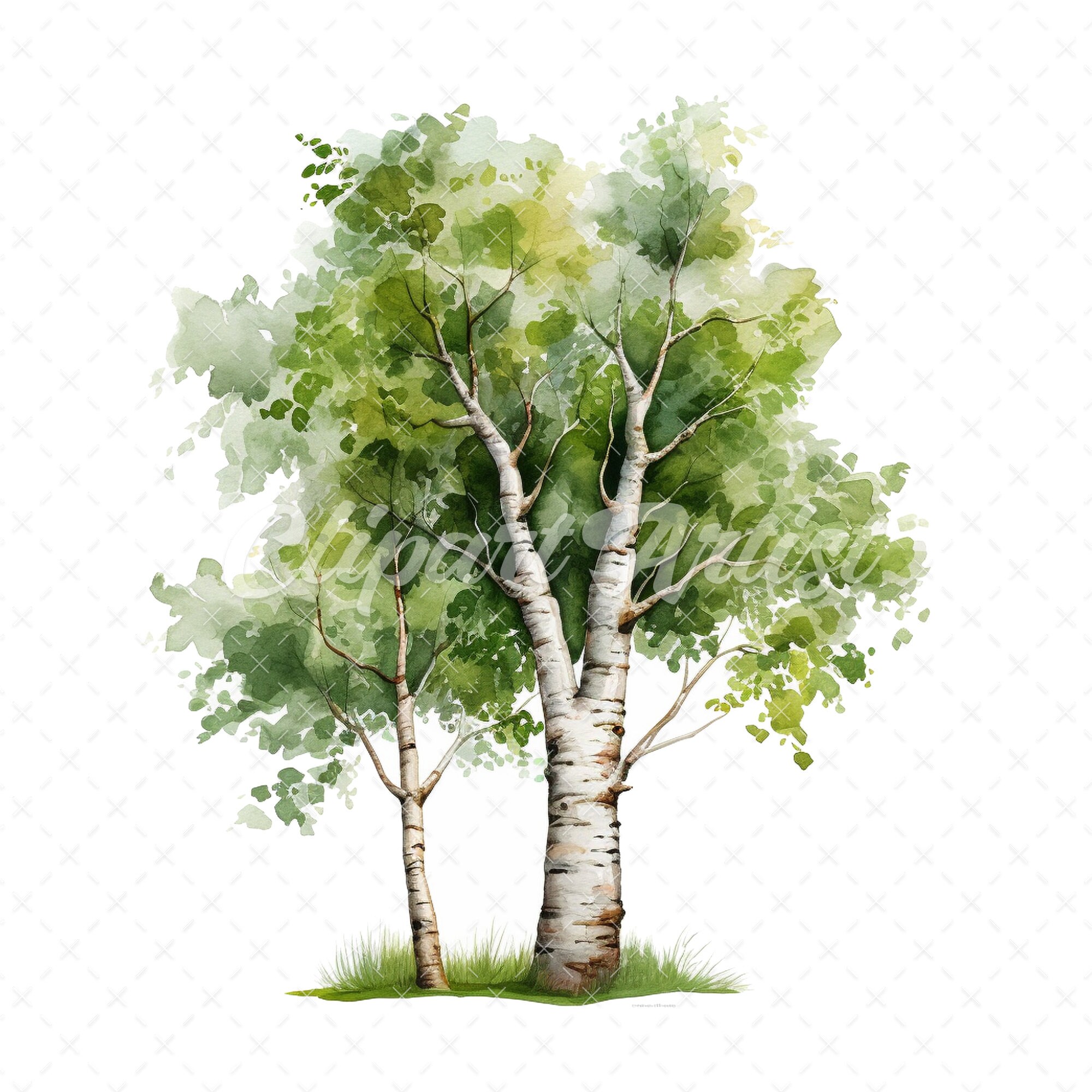 Watercolor Birch Tree Clipart – Commercial Use (digital Download) - Etsy