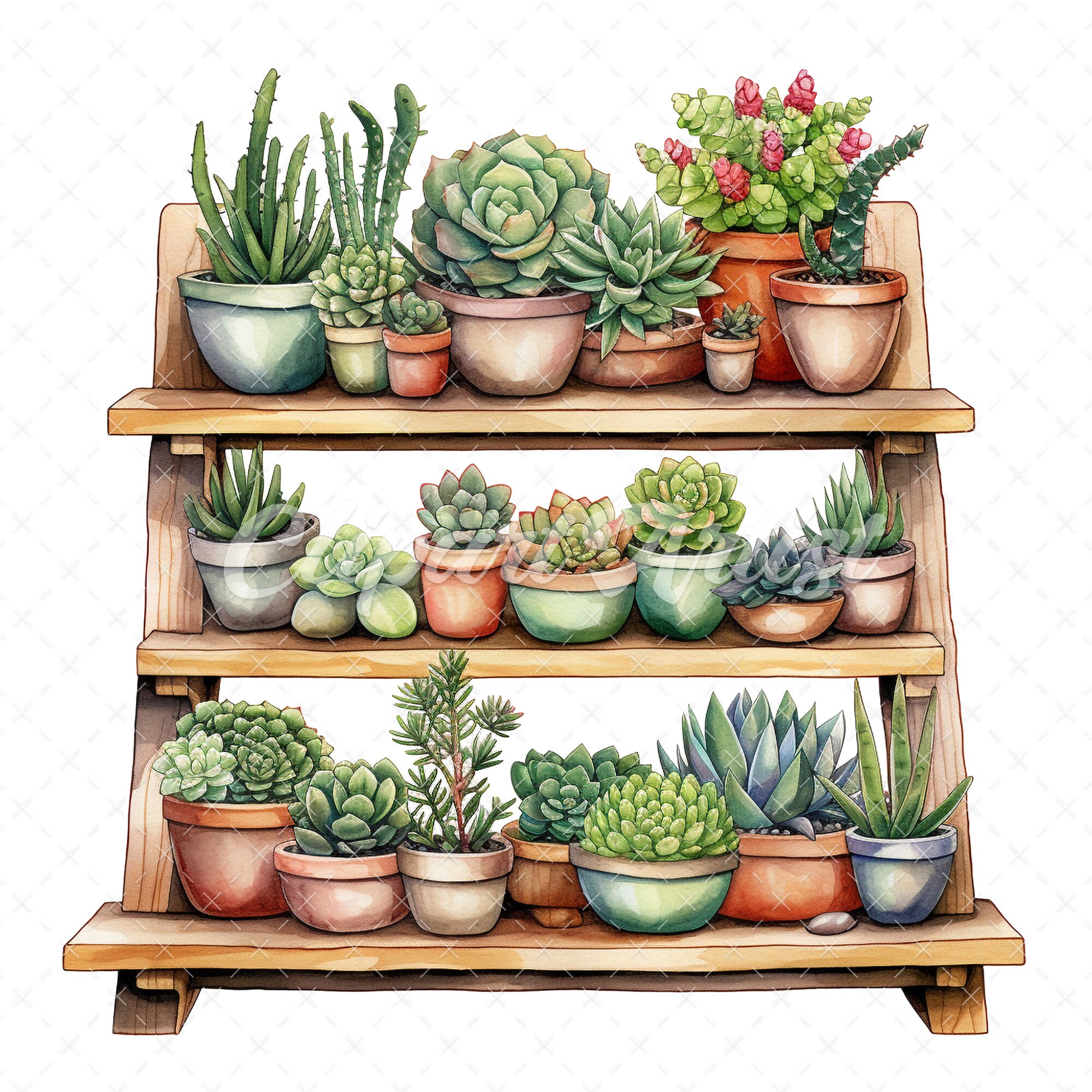 20 High-quality Succulent Rack Clipart Succulent Rack Digital ...