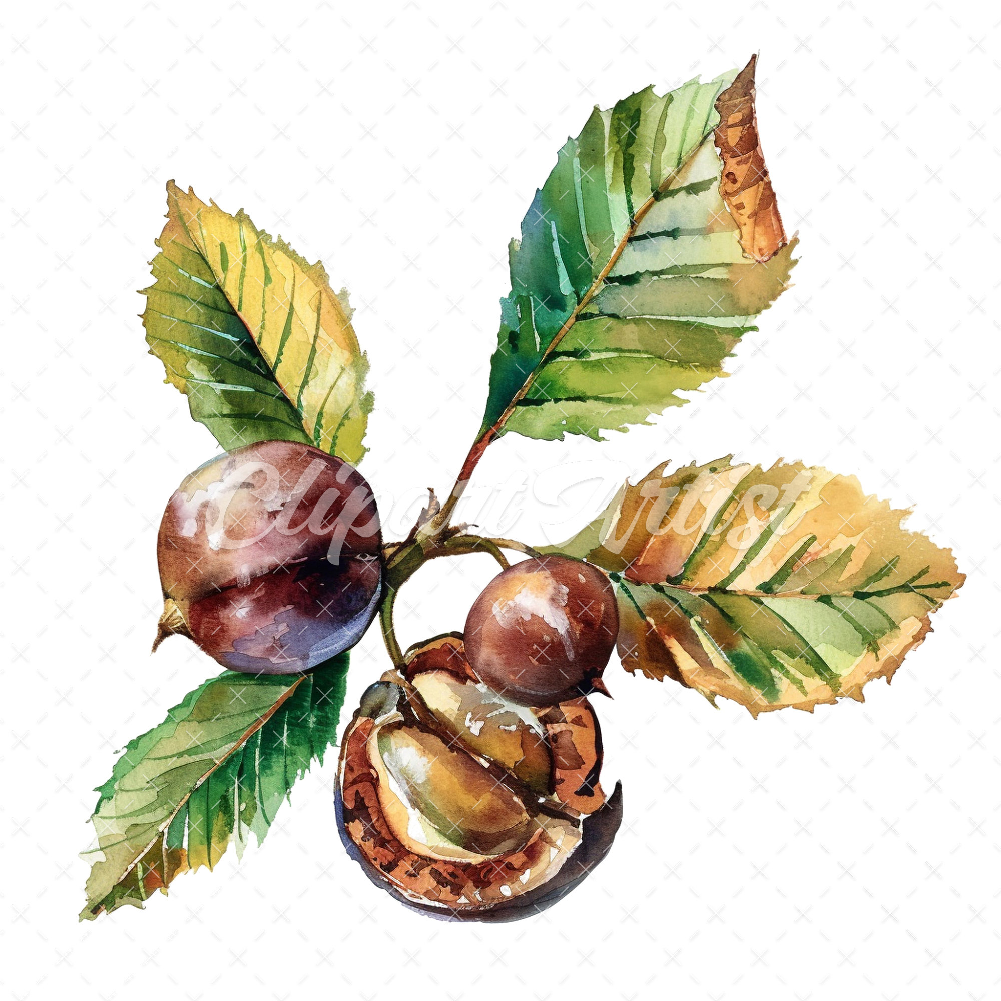 18 High-quality Chestnut Clipart Chestnut Digital Watercolor JPG ...