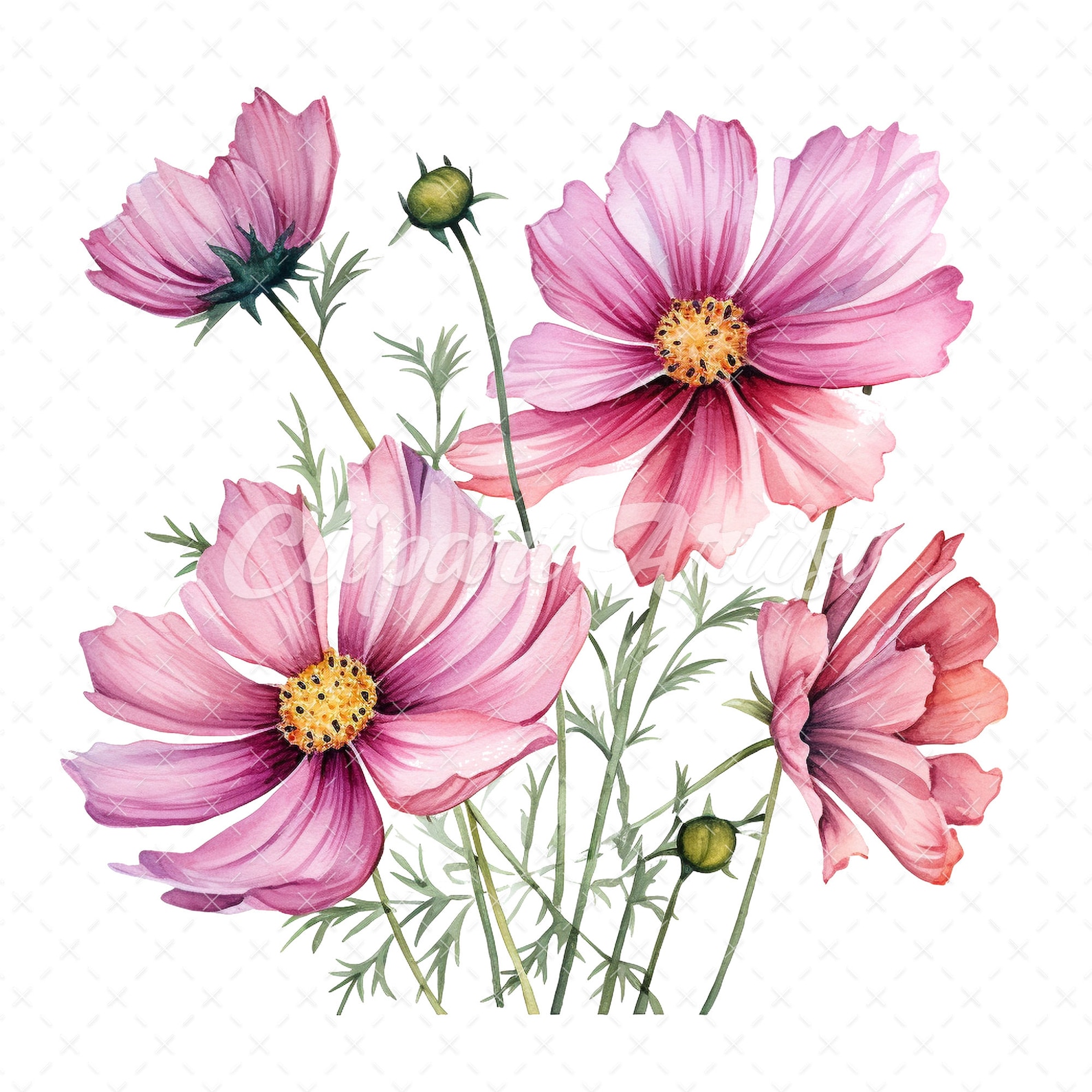 20 High-quality Cosmos Clipart Cosmos Flower Digital - Etsy