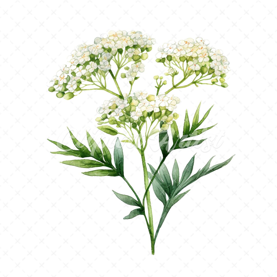20 High-quality Yarrow Clipart - Yarrow Flowers Digital Watercolor JPG ...