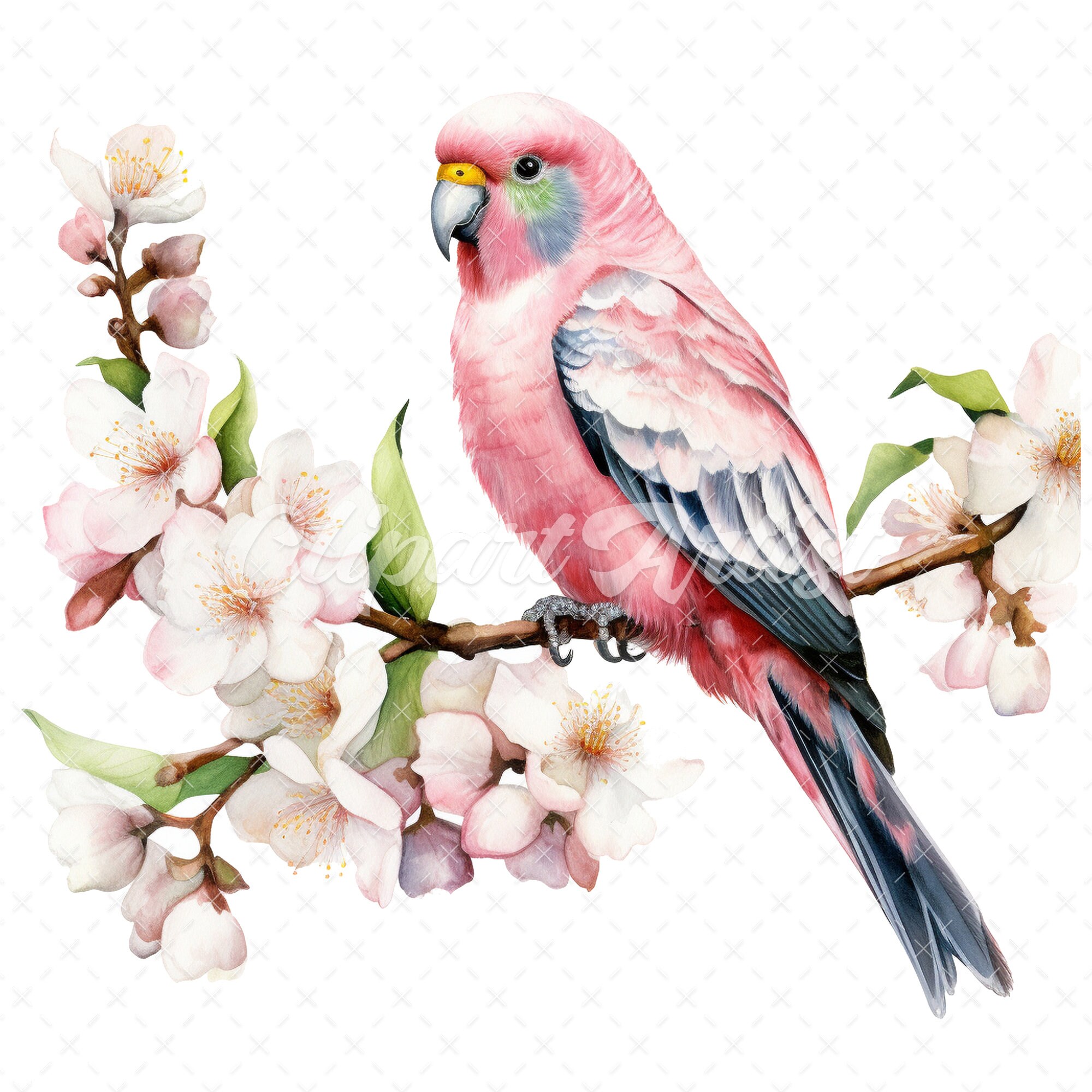18 High-quality Pink Bourke Parakeet Clipart Pink Parakeet Digital ...