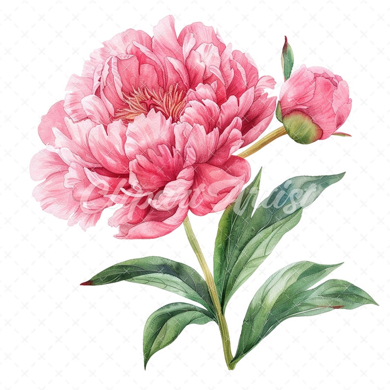 Pink Peony Watercolor Clipart – Floral Design Elements (digital ...