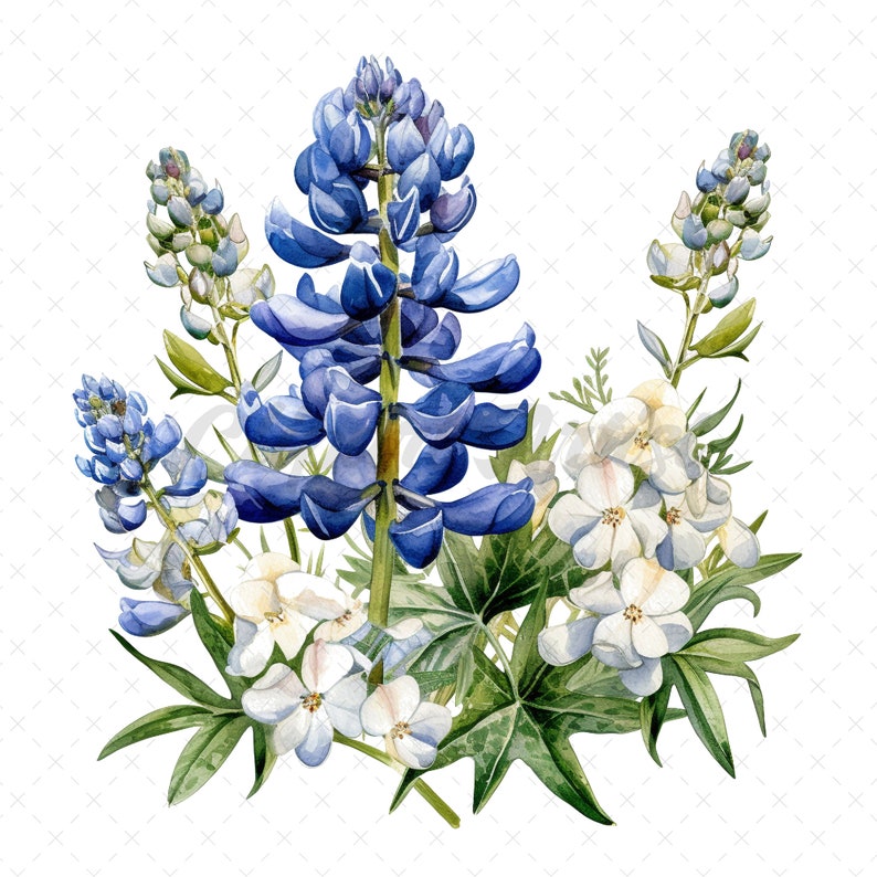 Bluebonnet Clipart – Floral Watercolor Illustration (digital Download ...