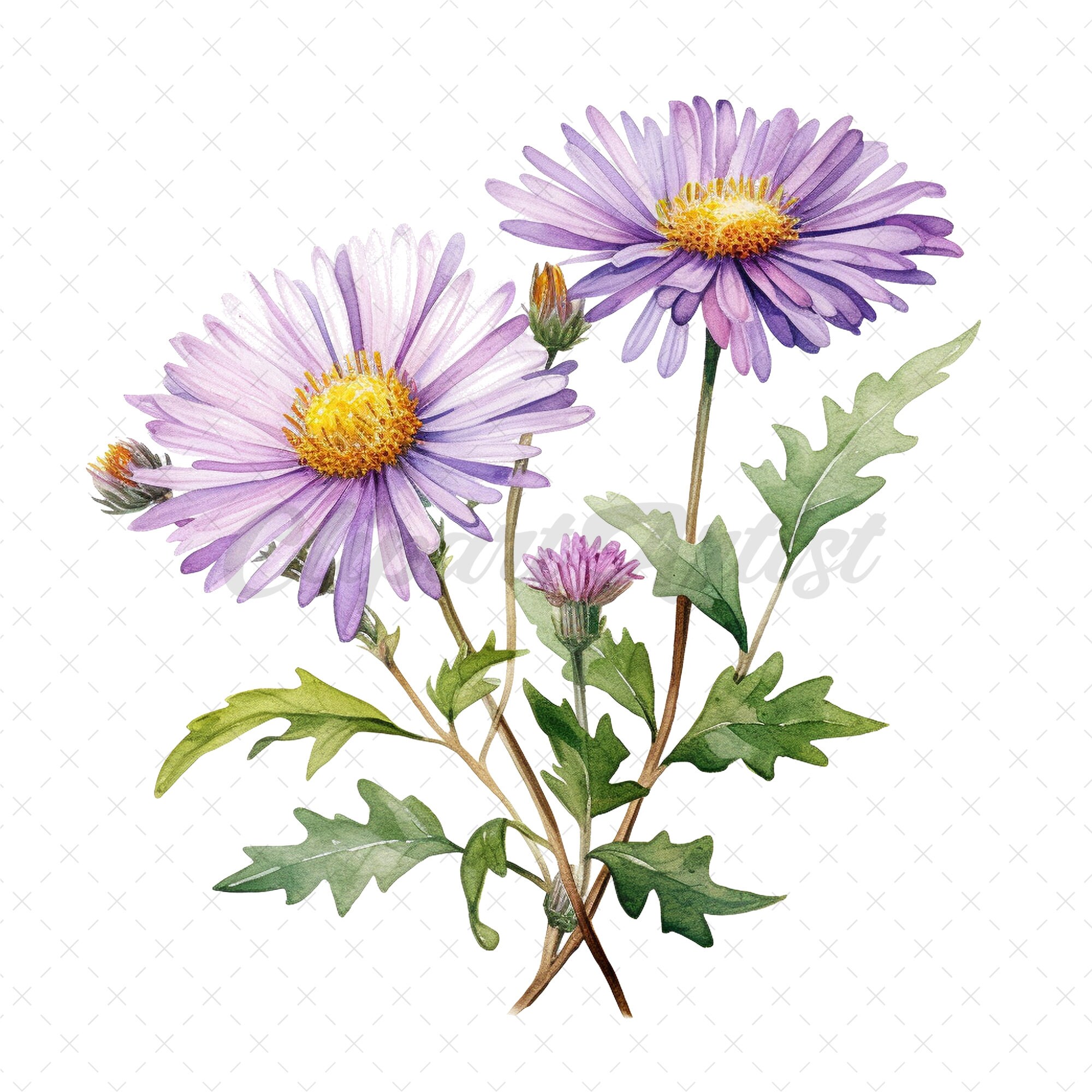 20 High-quality Aster Flowers Clipart Aster Flowers Digital - Etsy
