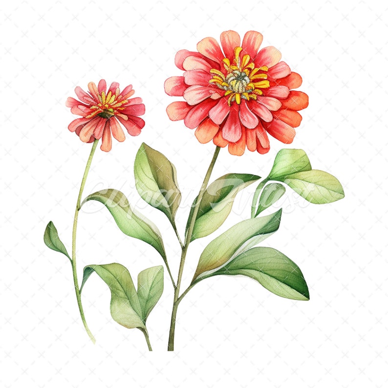 Watercolor Zinnia Clipart – Floral Art, Commercial Use (digital ...