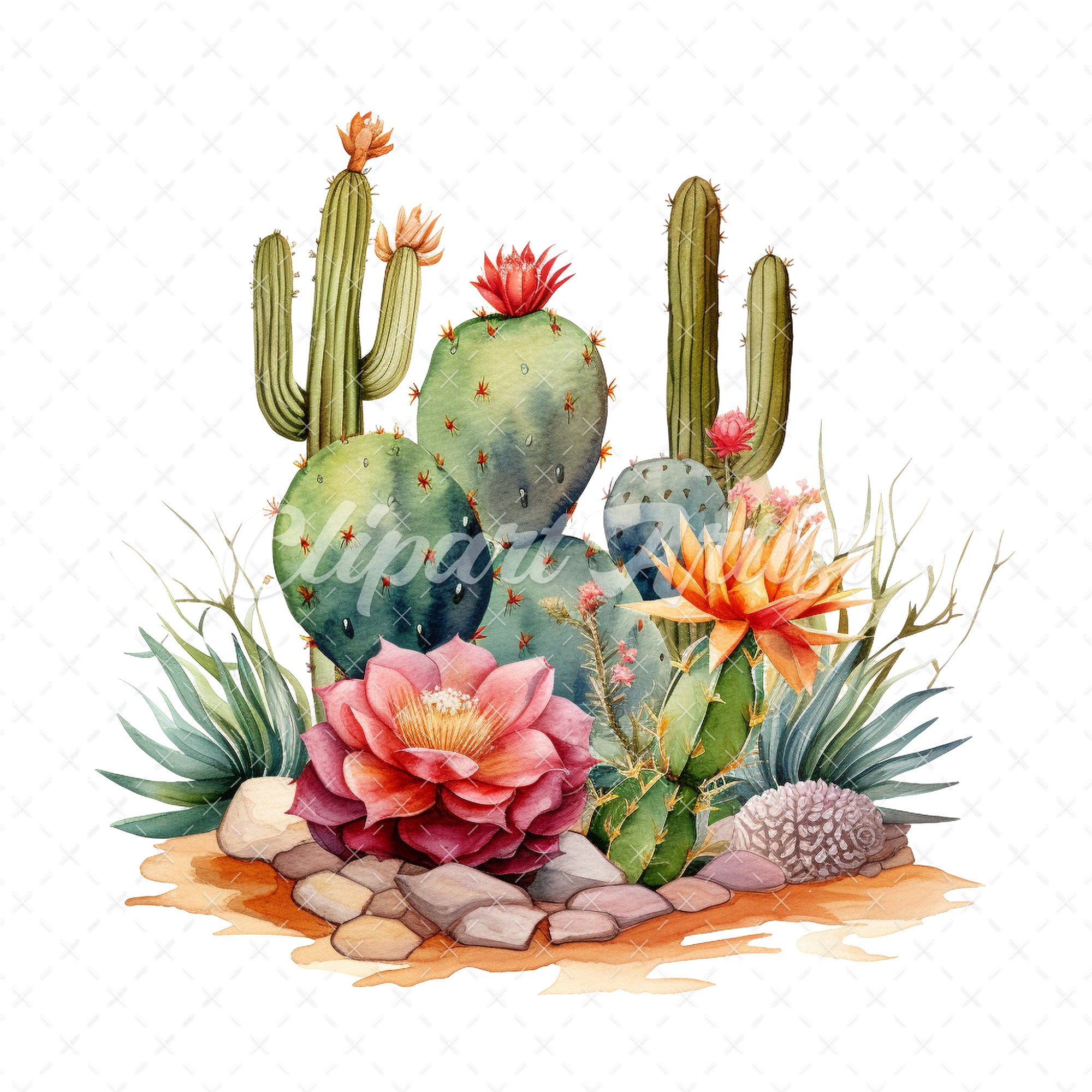 20 High-quality Desert Cacti Clipart Desert Cacti Digital - Etsy