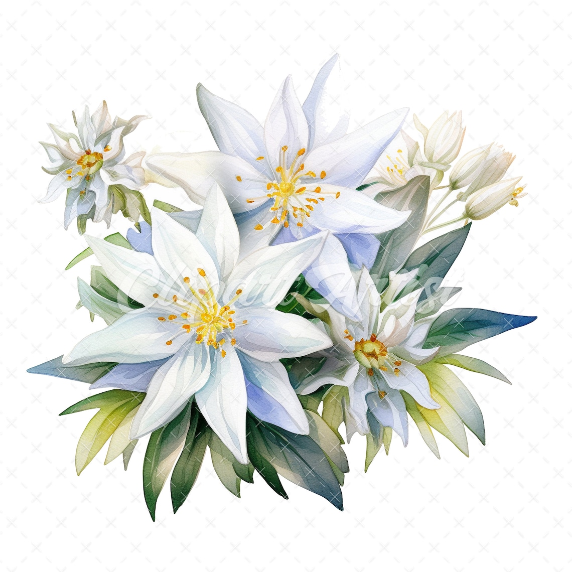 20 High-quality Edelweiss Clipart Edelweiss Flowers Digital Watercolor ...