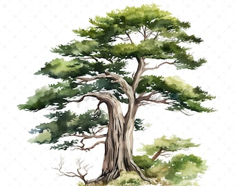 Cypress SVG Bundle PNG Trees Clipart Hand Drawn Cypress - Etsy