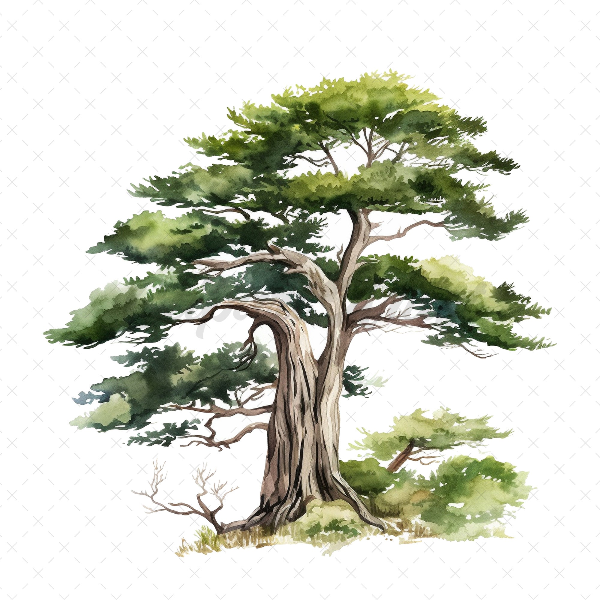 20 High-quality Cypress Trees Clipart Cypress Trees Digital Watercolor ...