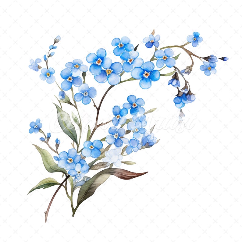 20 High-quality Forget Me Not Clipart Forget Me Not Digital Watercolor ...