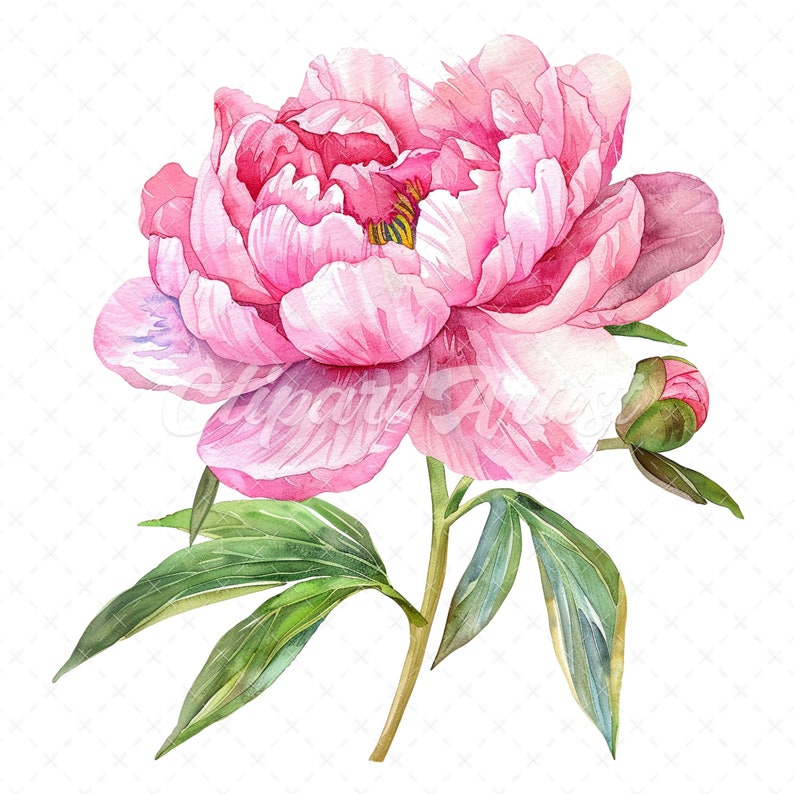 Pink Peony Watercolor Clipart – Floral Design Elements (digital ...