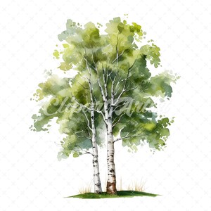 19 High-quality Birch Tree Clipart - Birch Tree Digital Watercolor JPG ...