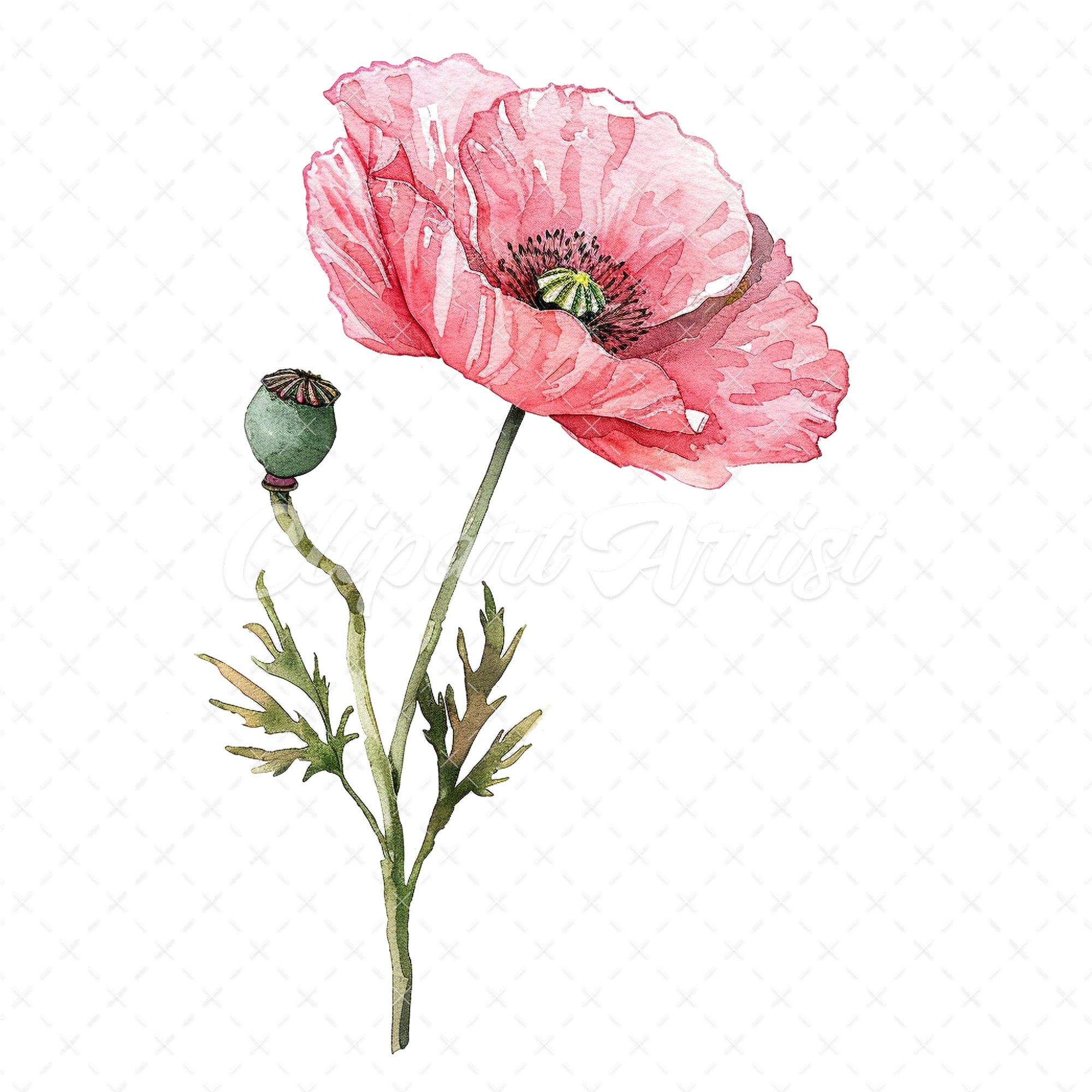 20 High-quality Poppy Flower Clipart - Poppy Flower Watercolor JPG ...