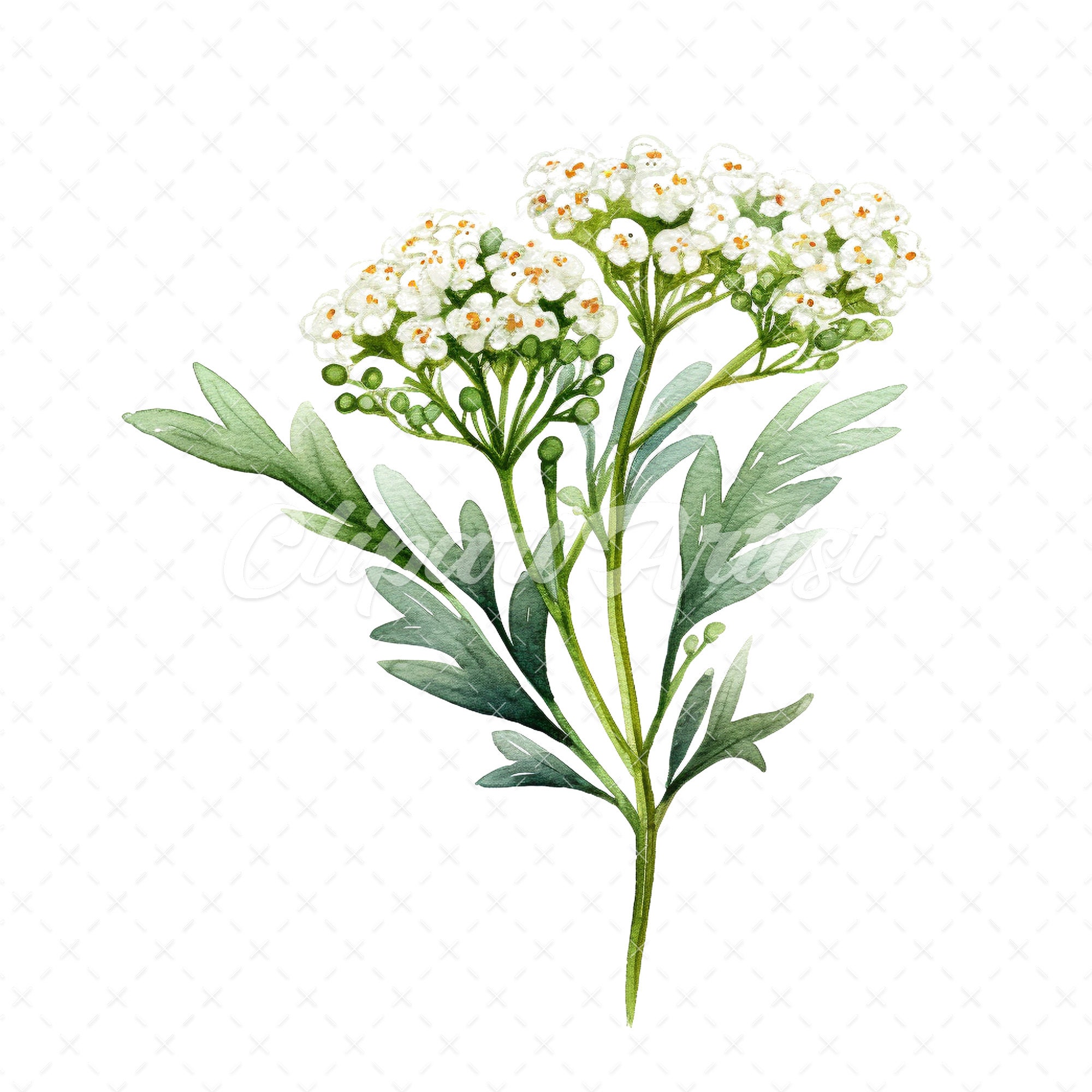 20 High-quality Yarrow Clipart - Yarrow Flowers Digital Watercolor JPG ...