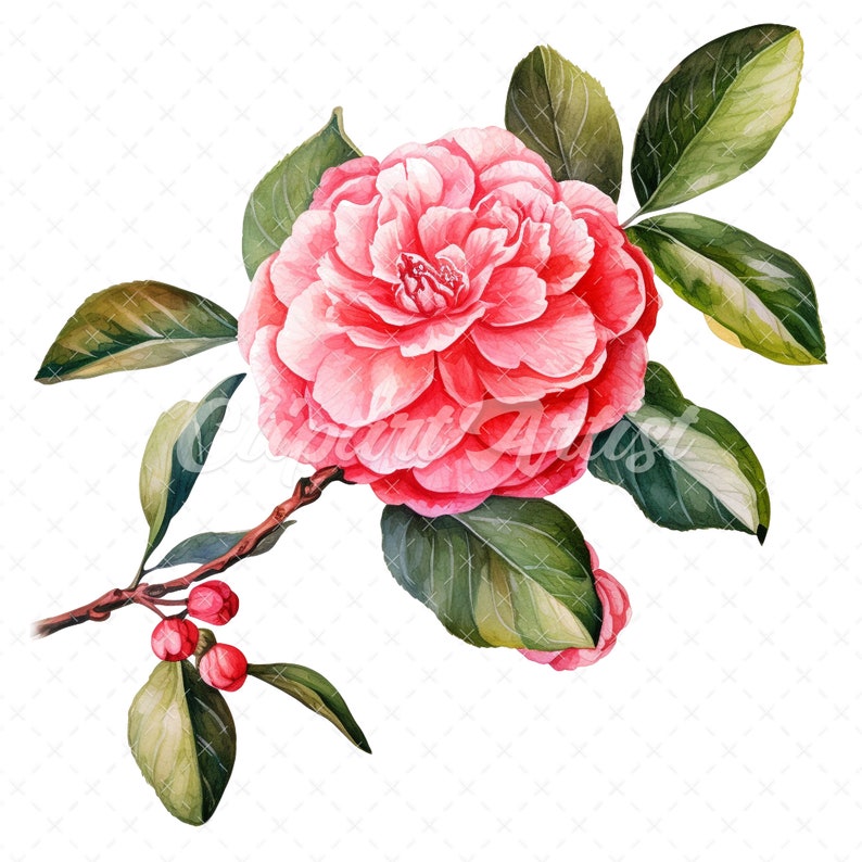 Watercolor Camellia Clipart – 19 Flower Illustrations (digital Download ...