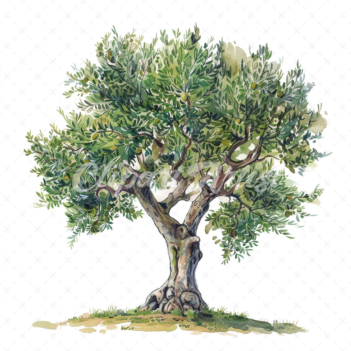 20 High-quality Olive Trees Clipart Olive Trees Digital Watercolor JPG ...