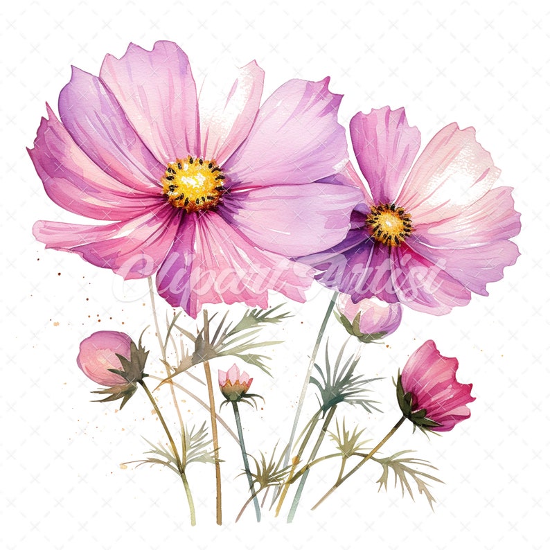 20 High-quality Cosmos Clipart Cosmos Flower Digital Watercolor JPG ...