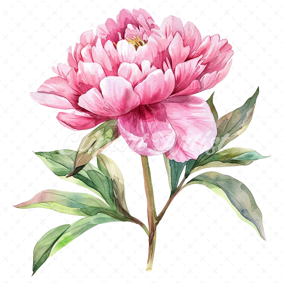 20 High-quality Pink Peony Flower Clipart - Pink Peony Flower ...