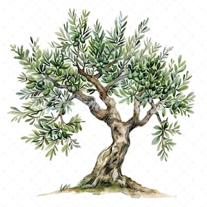 20 High-quality Olive Trees Clipart - Olive Trees Digital Watercolor ...