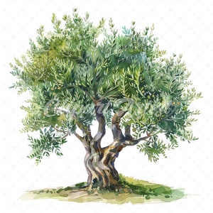 20 High-quality Olive Trees Clipart - Olive Trees Digital Watercolor ...