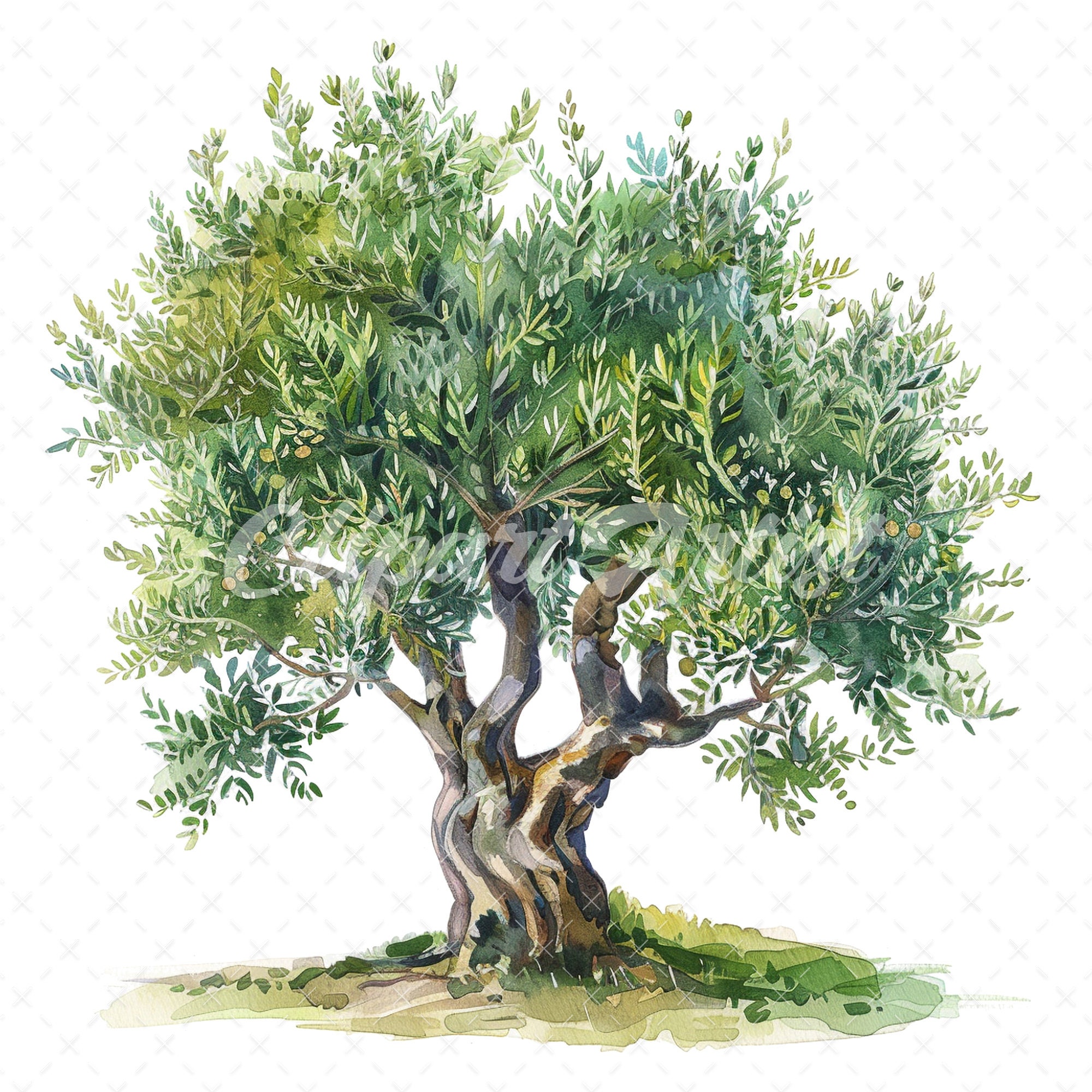 20 High-quality Olive Trees Clipart Olive Trees Digital Watercolor JPG ...