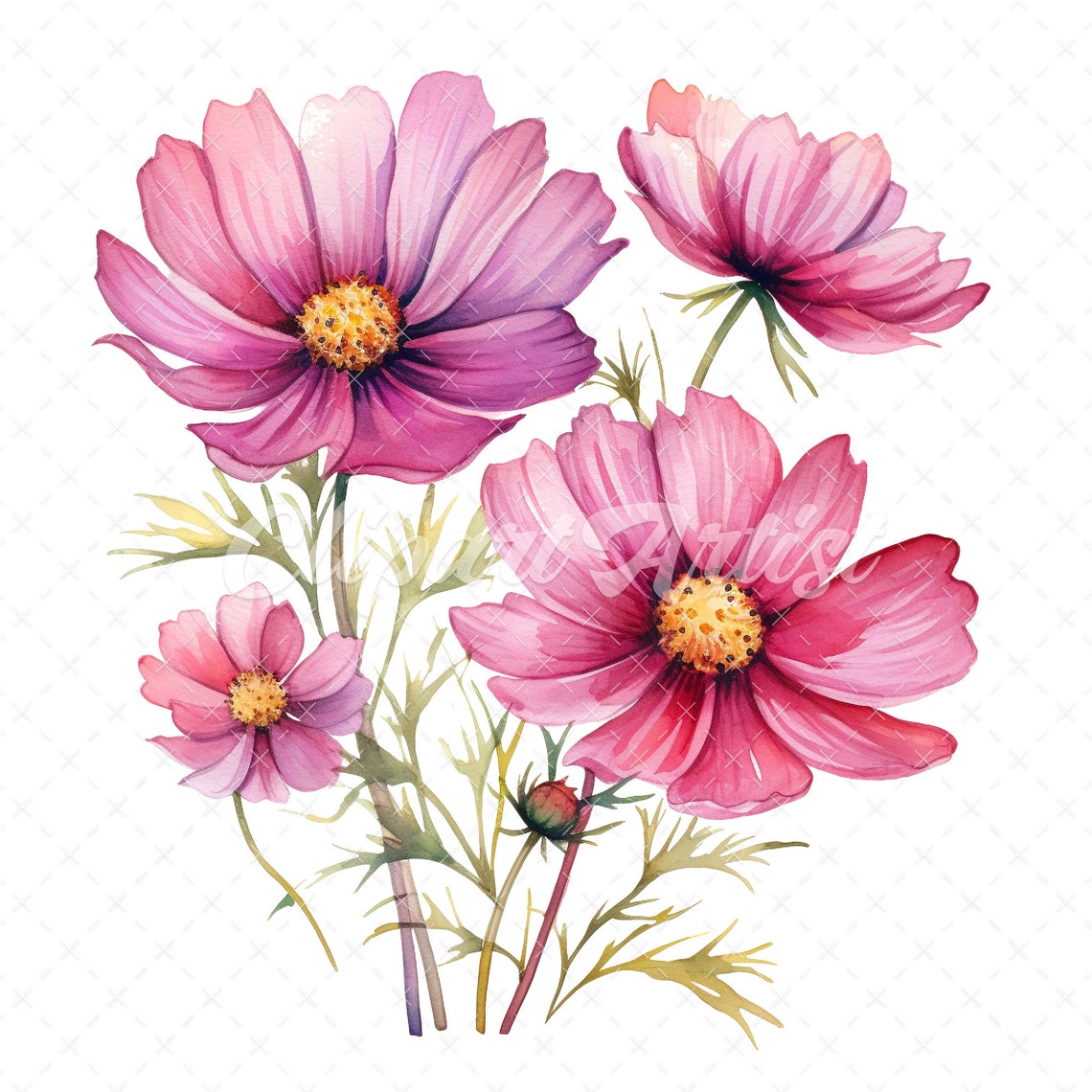 20 High-quality Cosmos Clipart Cosmos Flower Digital - Etsy