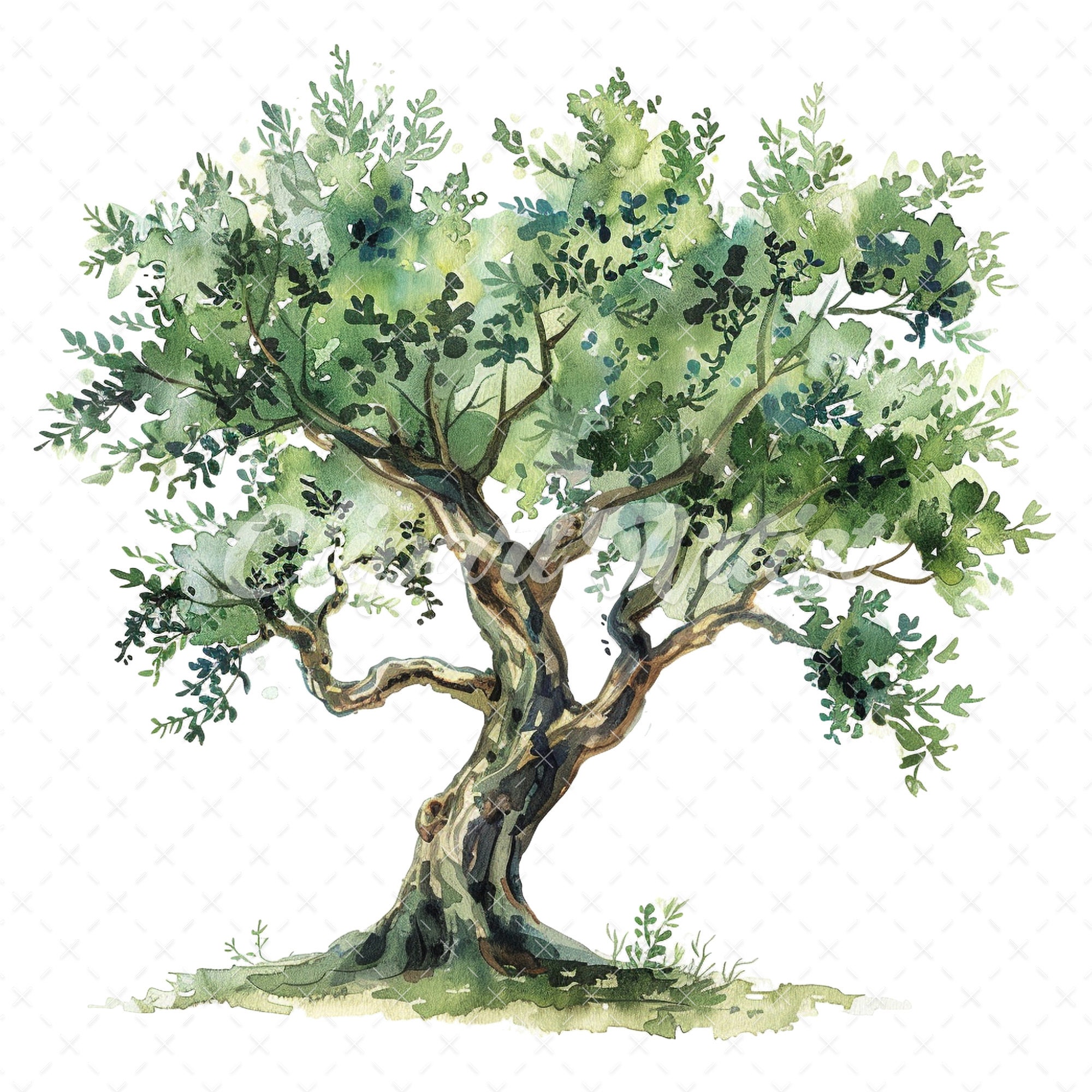 20 High-quality Olive Trees Clipart Olive Trees Digital Watercolor JPG ...