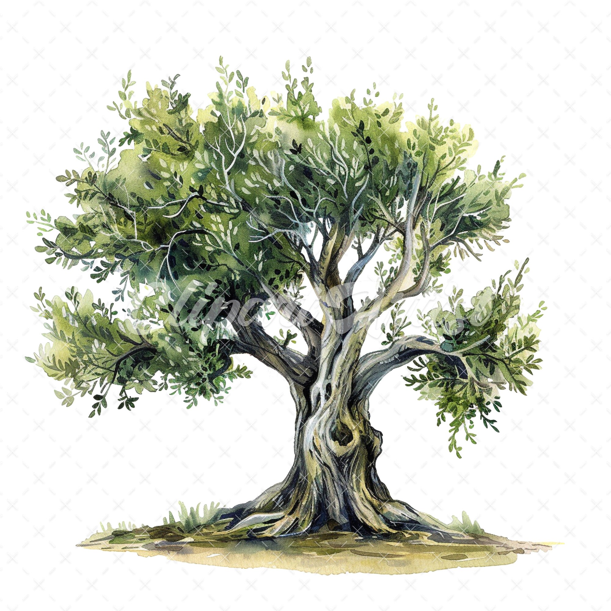 20 High-quality Olive Trees Clipart Olive Trees Digital Watercolor JPG ...