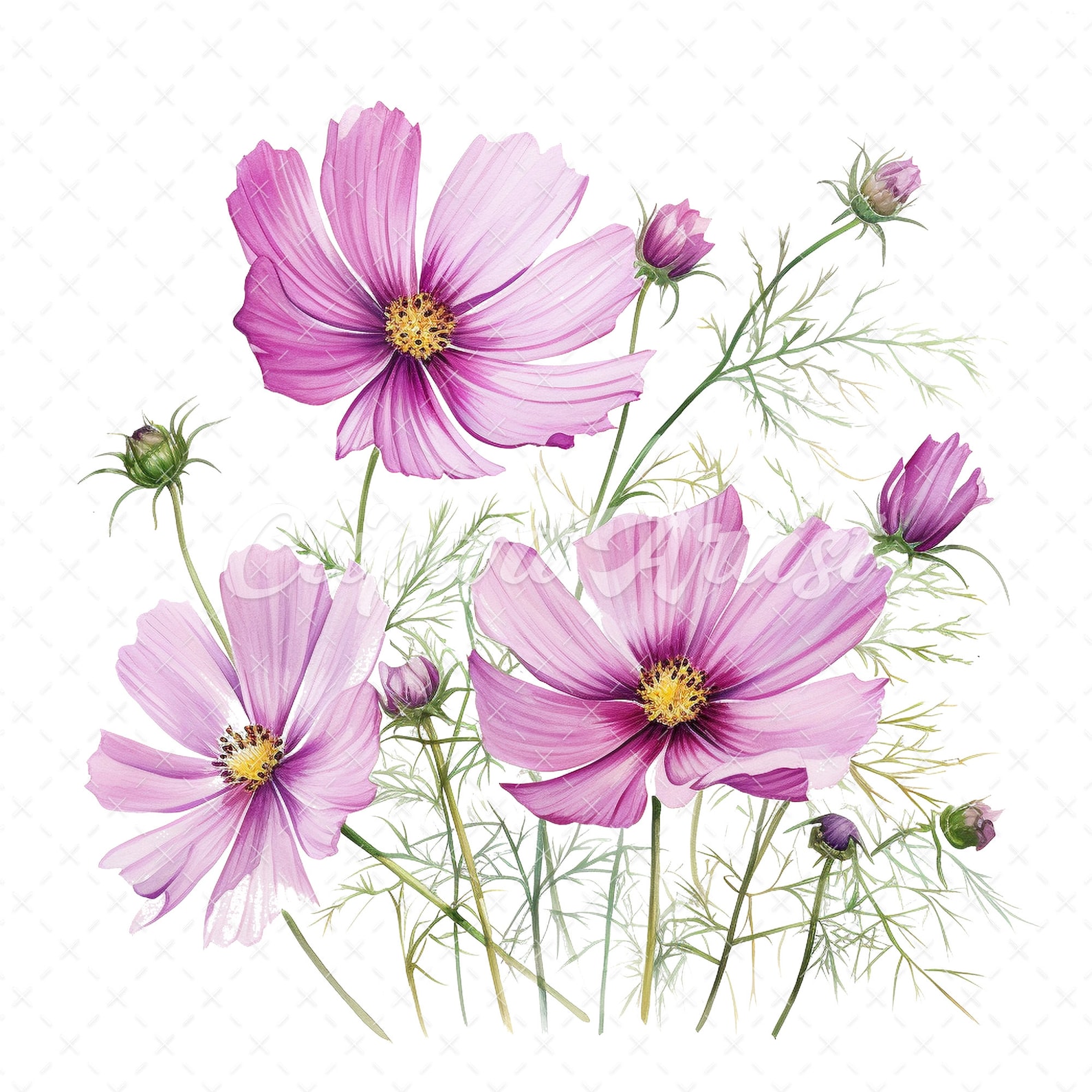 20 High-quality Cosmos Clipart Cosmos Flower Digital - Etsy