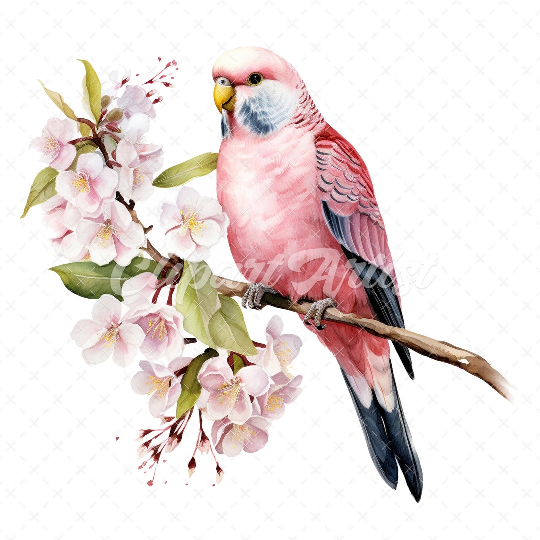 18 High-quality Pink Bourke Parakeet Clipart Pink Parakeet Digital ...