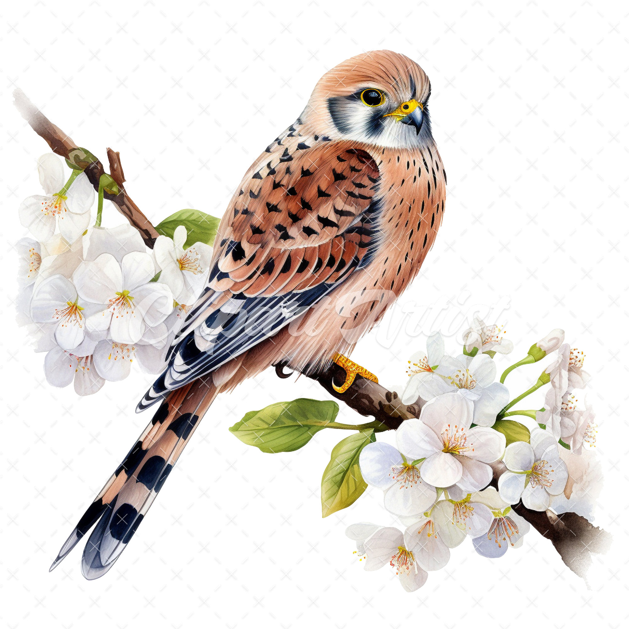 20 High-quality Kestrel Clipart Kestrel Bird Digital - Etsy