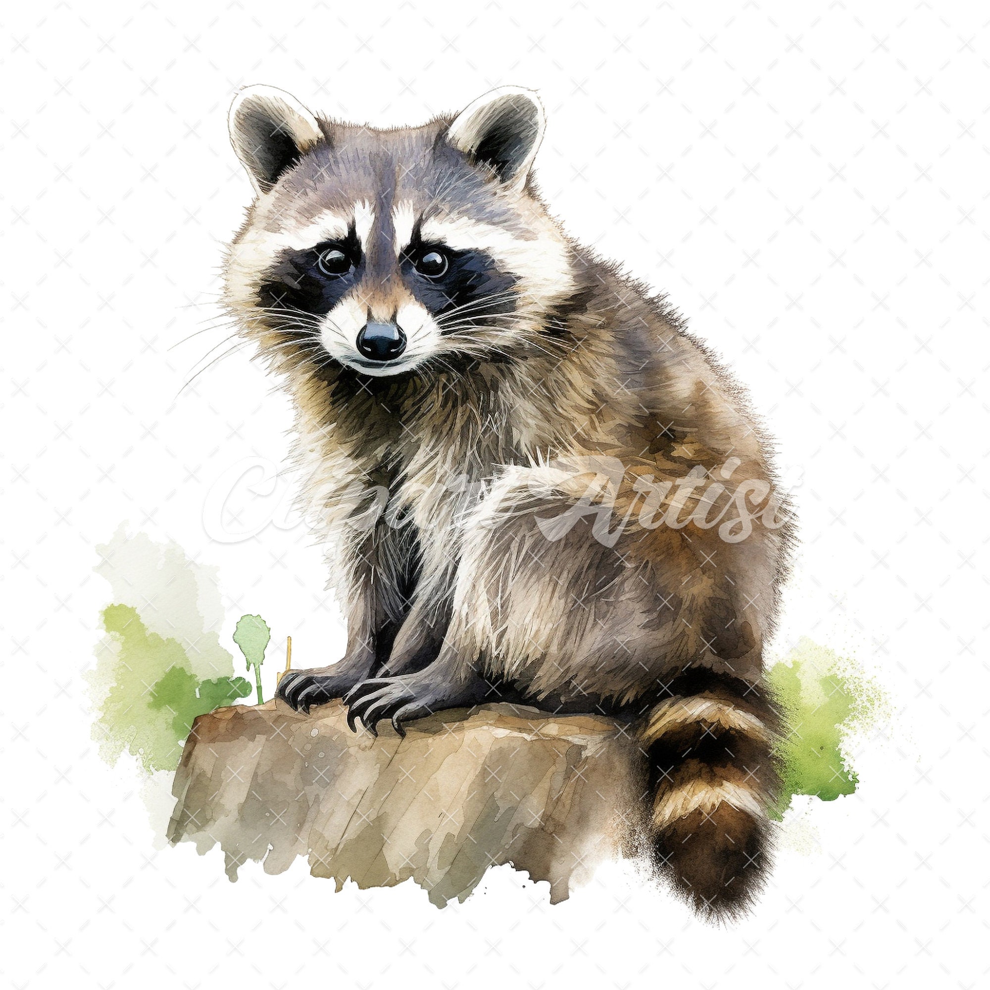 20 High-quality Raccoon Clipart Raccoon Digital Watercolor JPG Instant ...