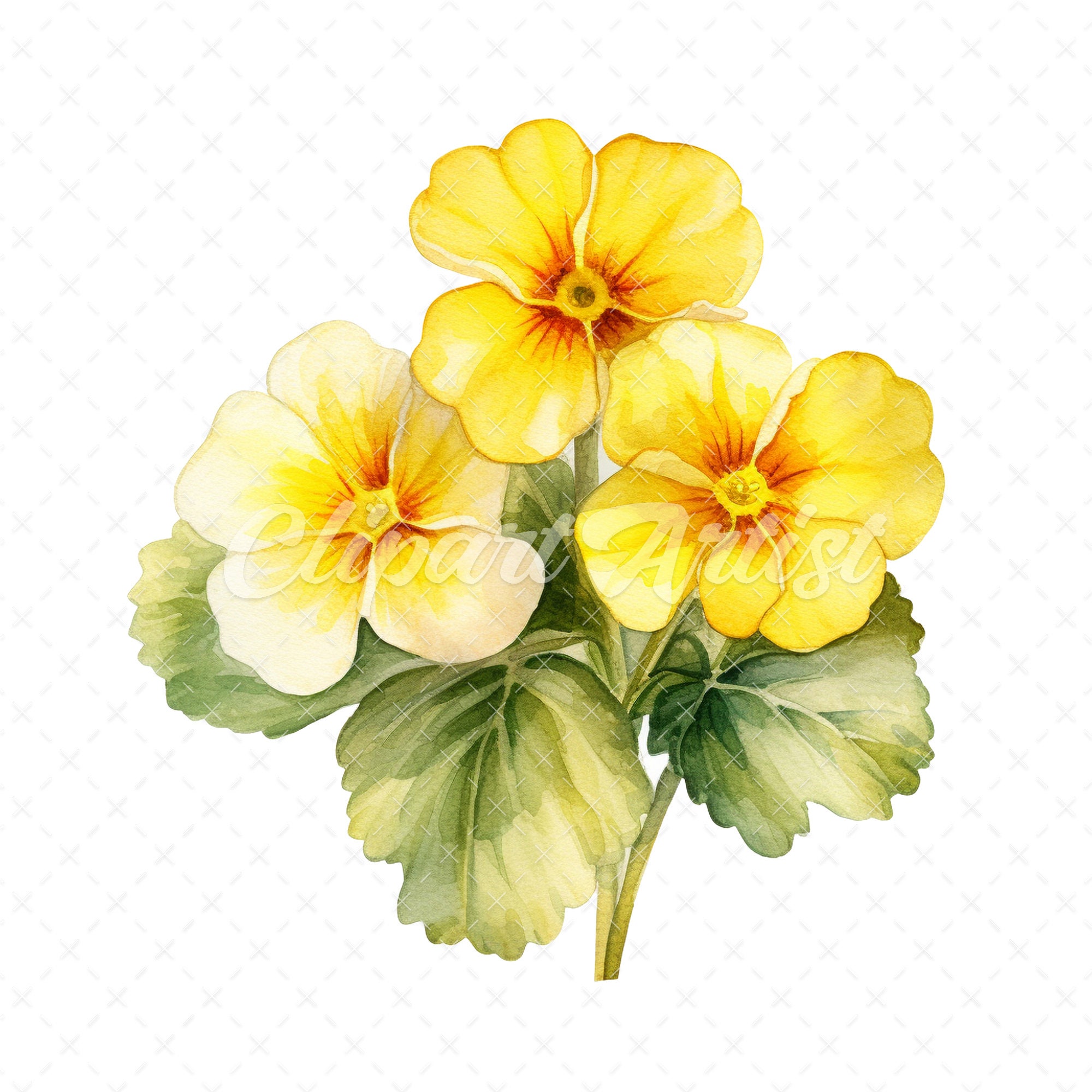 20 High-quality Primrose Clipart Primrose Flowers Watercolor JPG ...
