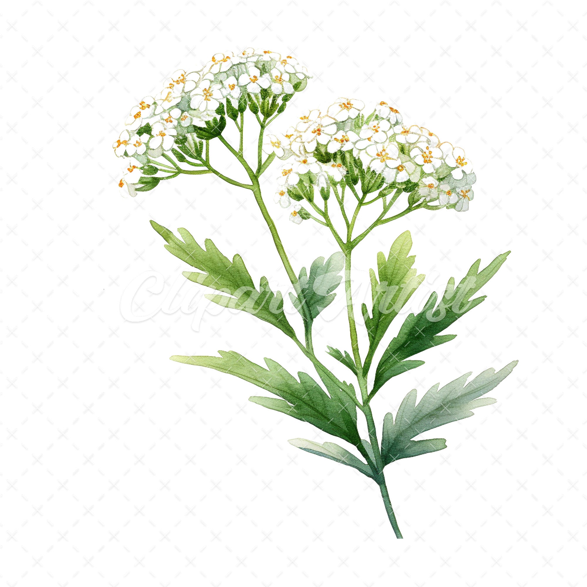 20 High-quality Yarrow Clipart Yarrow Flowers Digital - Etsy